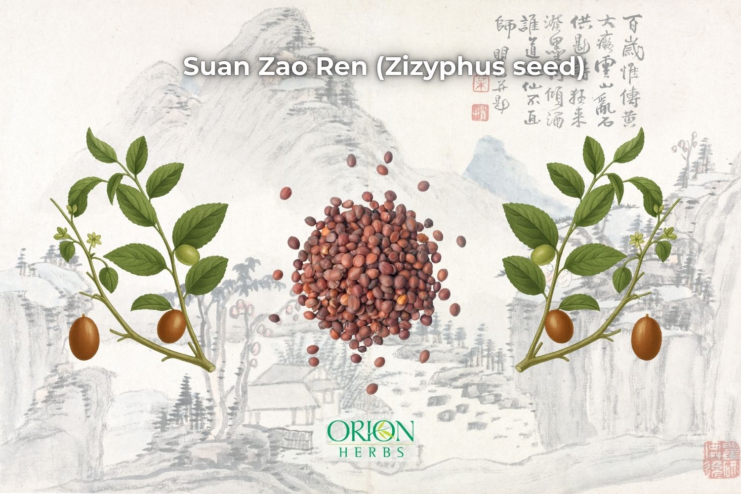 Suan Zao Ren (Zizyphus seed)