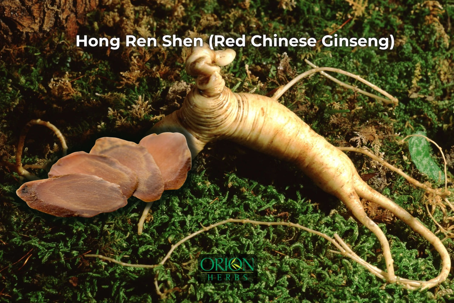 Hong Ren Shen (Red Ginseng Root)